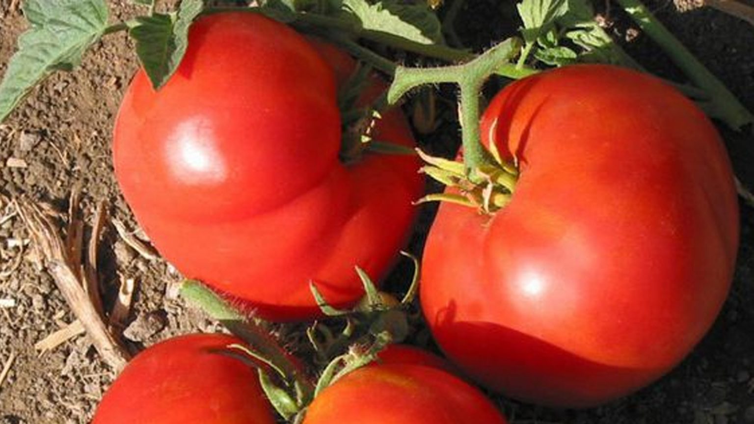 47 Best Tomato to grow in Ireland 2023 - Agri Innovation Hub