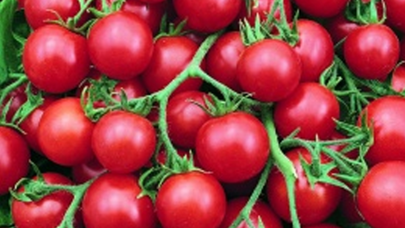 47 Best Tomato to grow in Ireland 2023 - Agri Innovation Hub