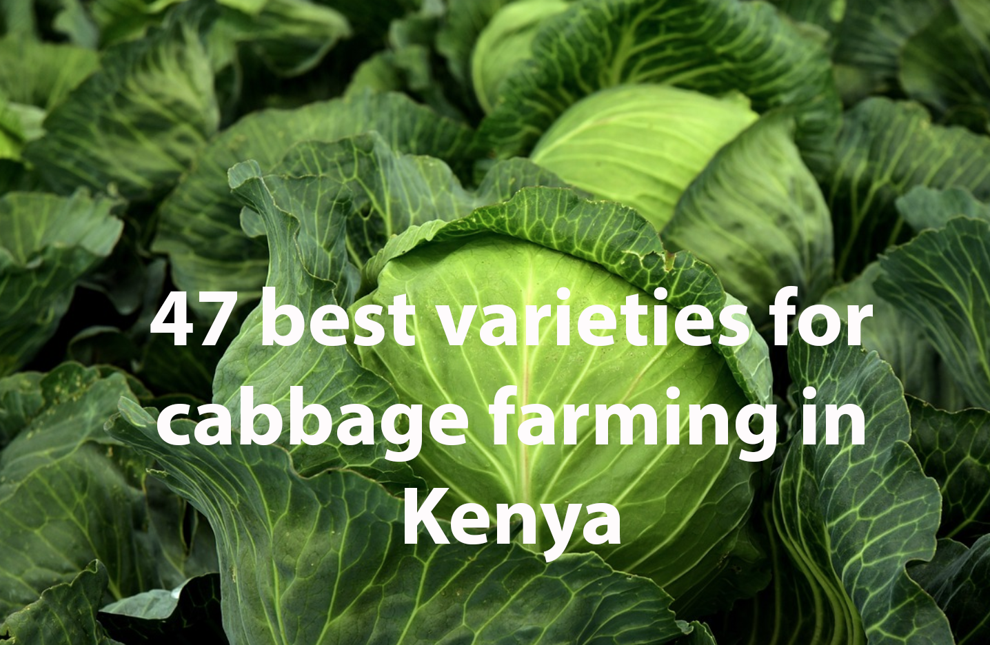 47 Best varieties for cabbage farming in Kenya for 2023 - Agri ...
