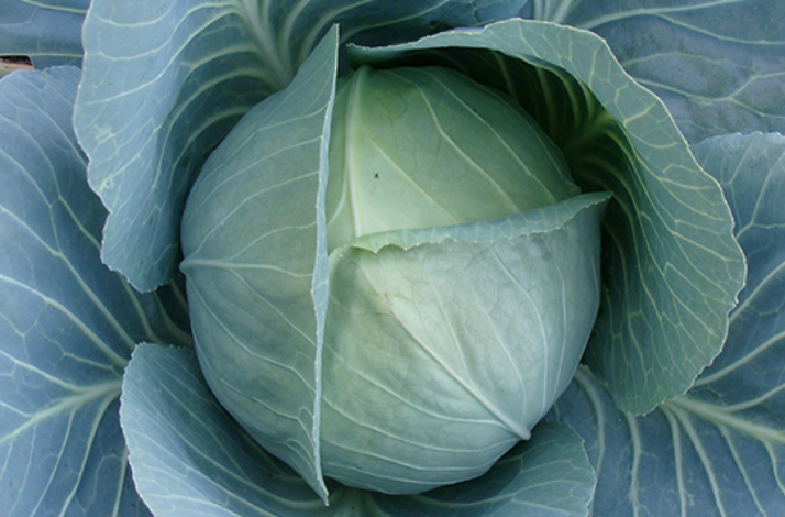 47 Best varieties for cabbage farming in Kenya for 2023 - Agri ...