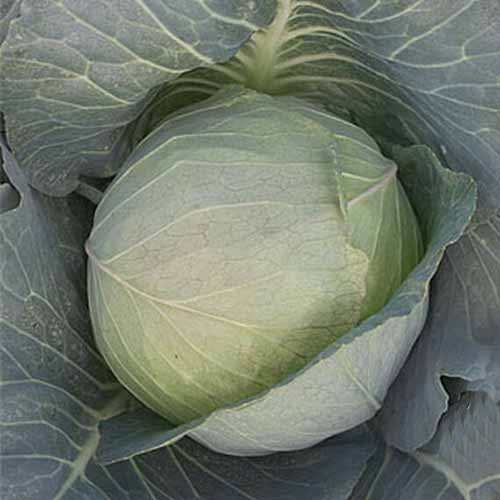 47 Best varieties for cabbage farming in Kenya for 2023 - Agri ...
