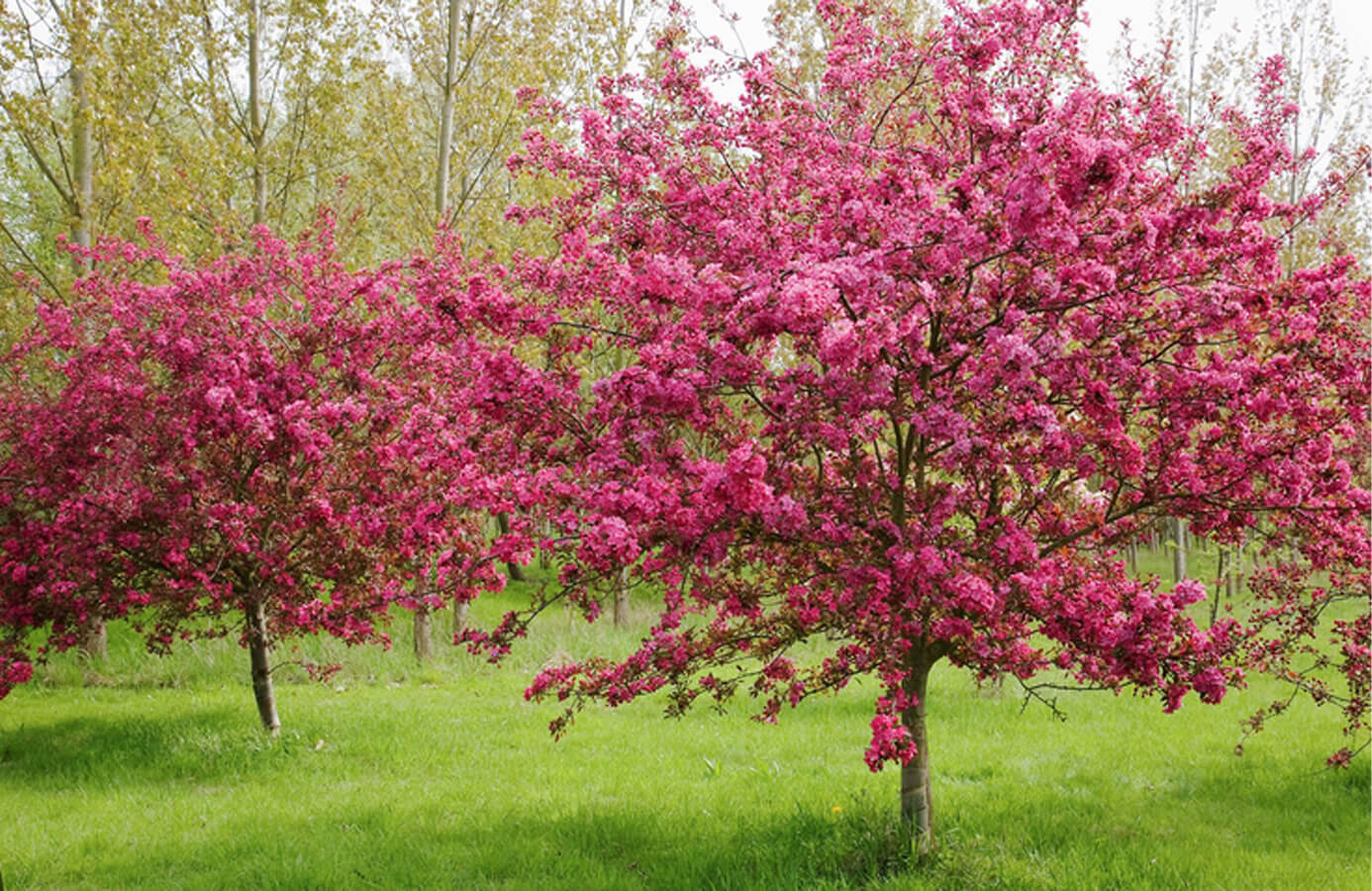 10 Best Pink Flower Trees - Agri Innovation Hub