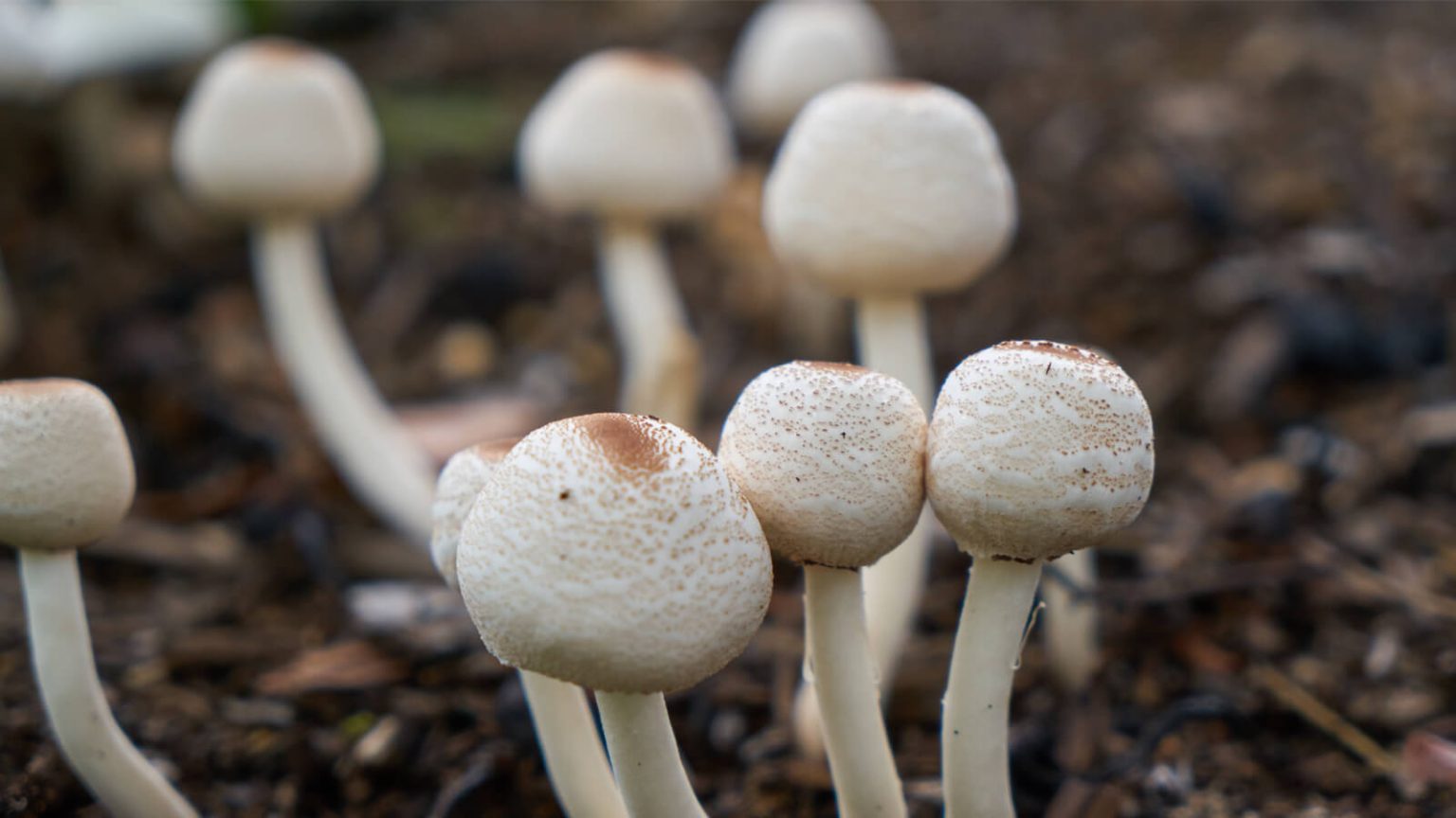 Hillbilly Mushroom - Agri Innovation Hub