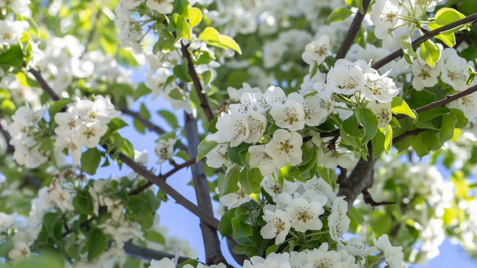 Apple Tree Flowers, Their importance - Agri Innovation Hub