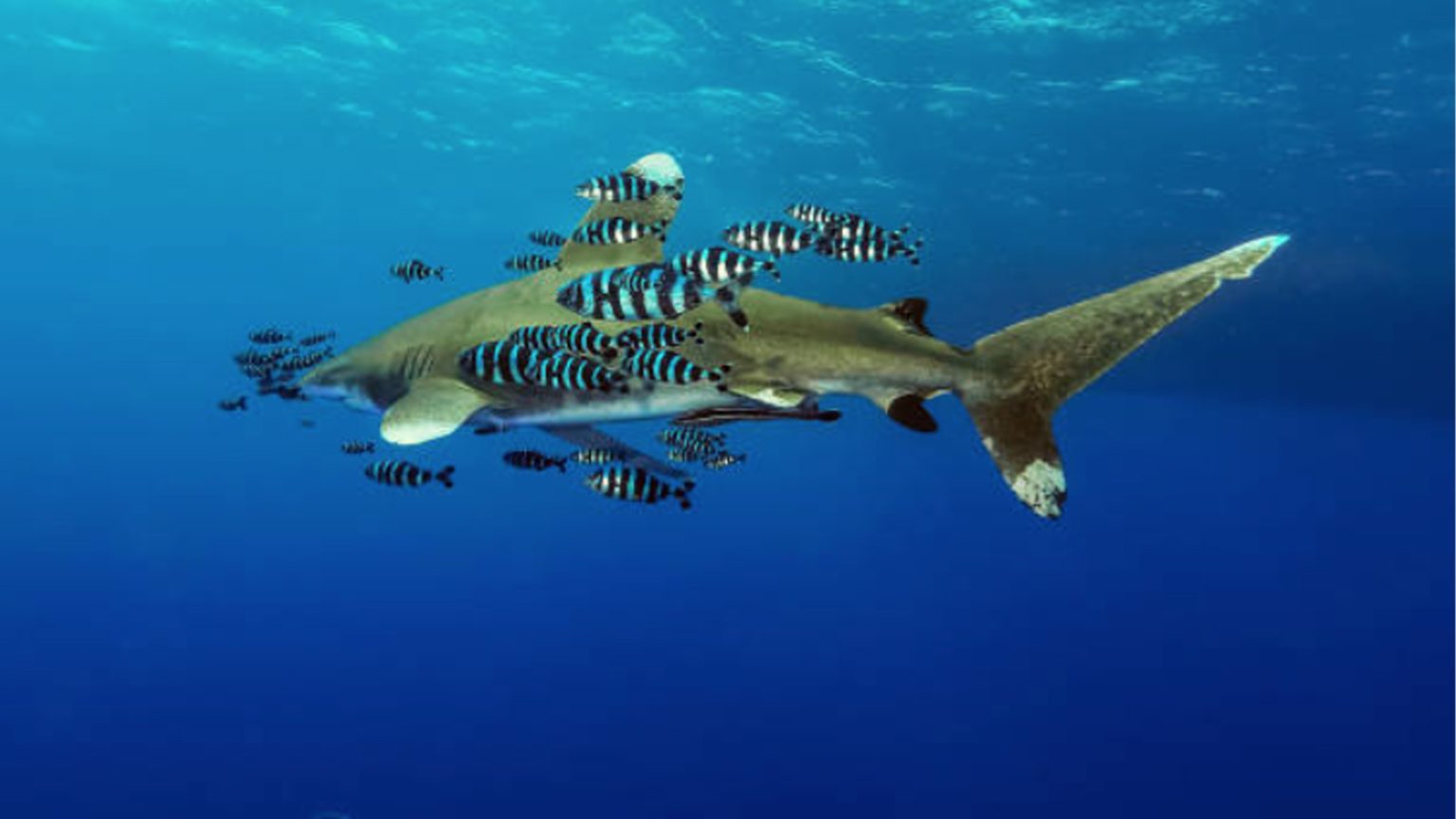 Pilot fish, a Tiny fish With Huge Shark friends - Agri Innovation Hub