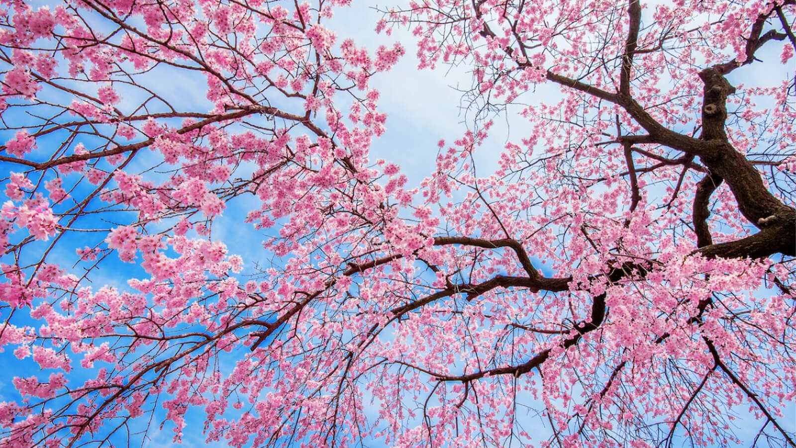 23 Stunning Pink Flowering Trees to Adorn Your Landscape - Agri ...