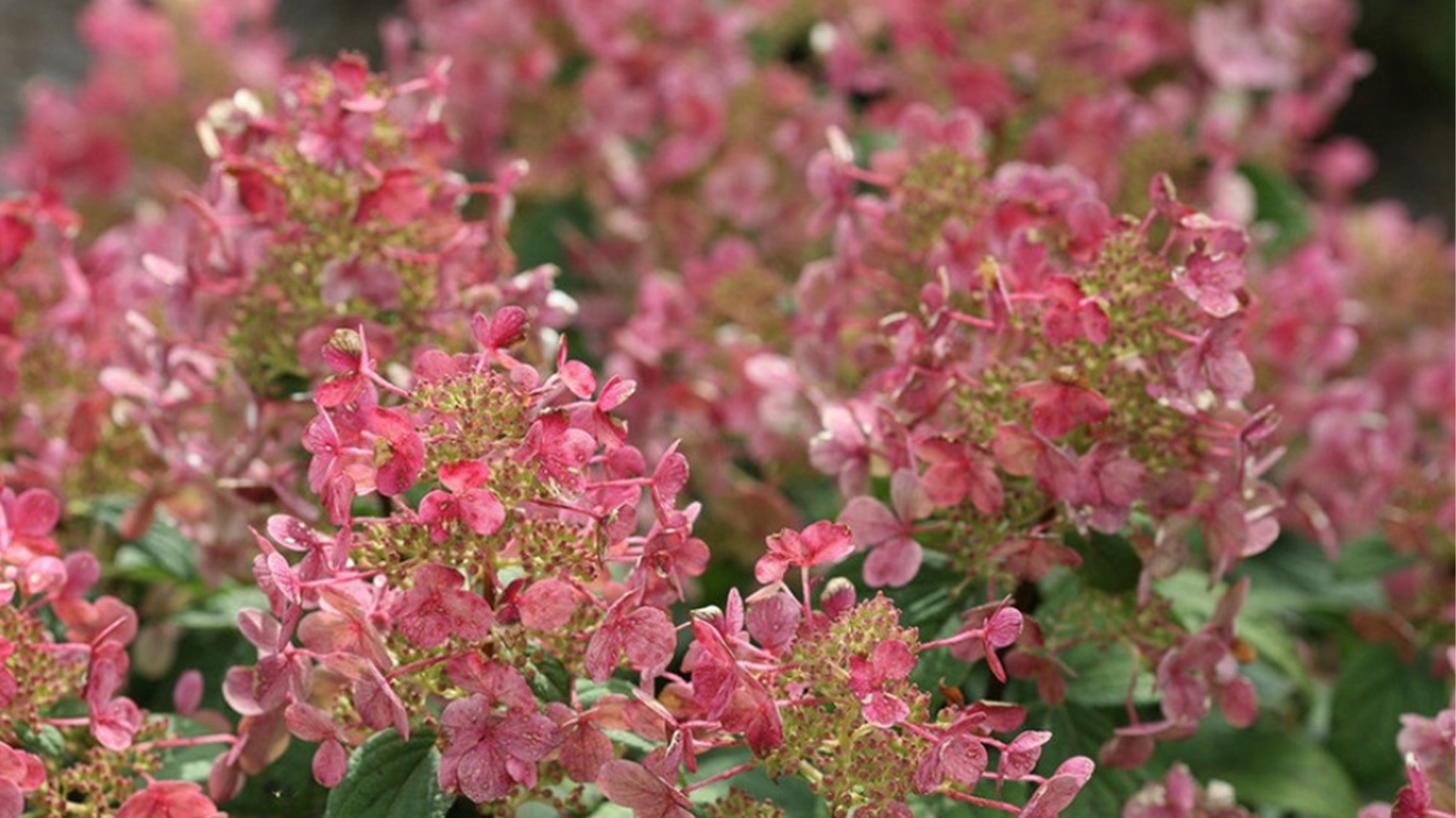 Little Quick Fire Hydrangea, How to Grow And Care For Them - Agri ...