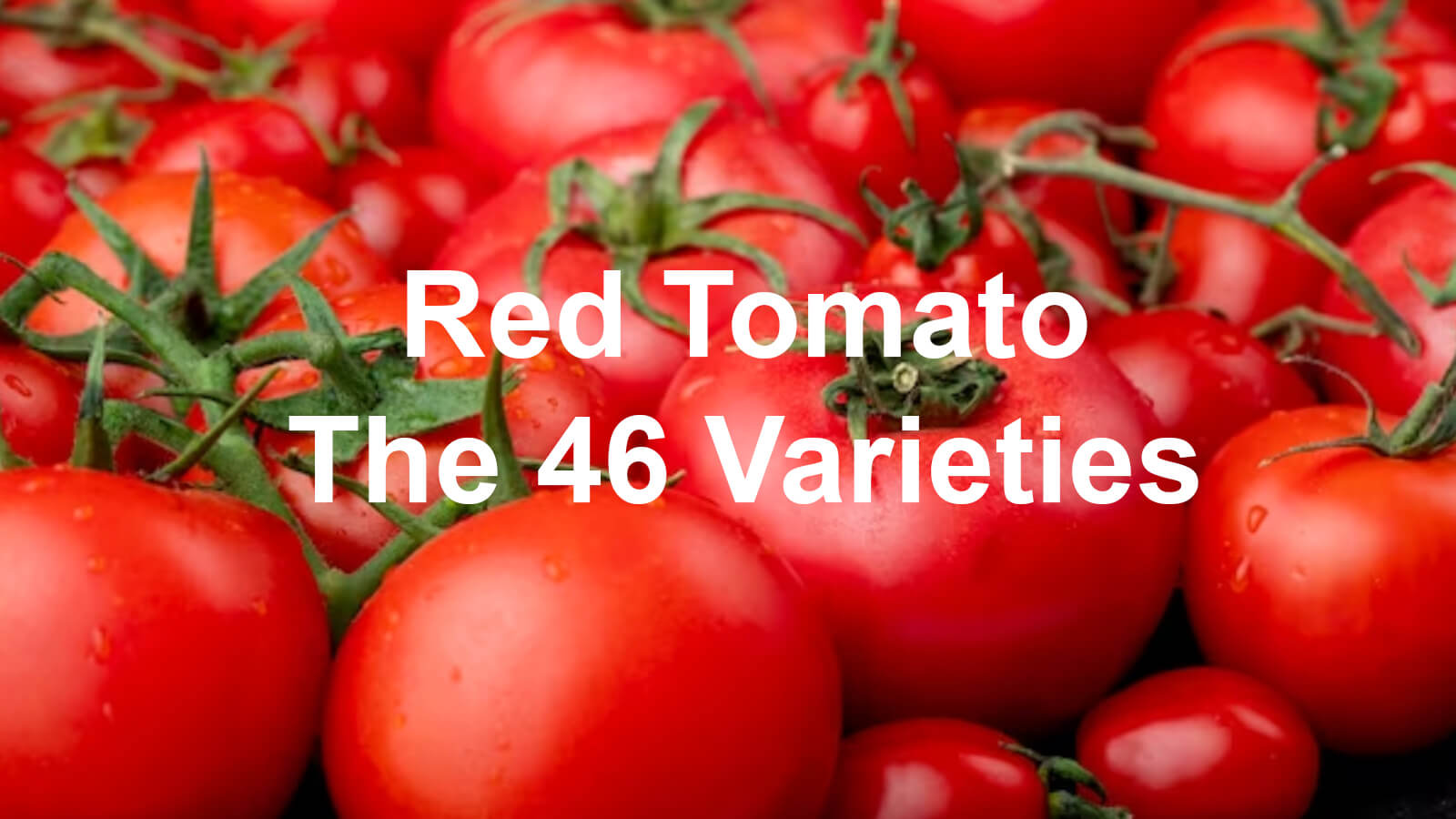 Red Tomato, The 46 Varieties - Agri Innovation Hub