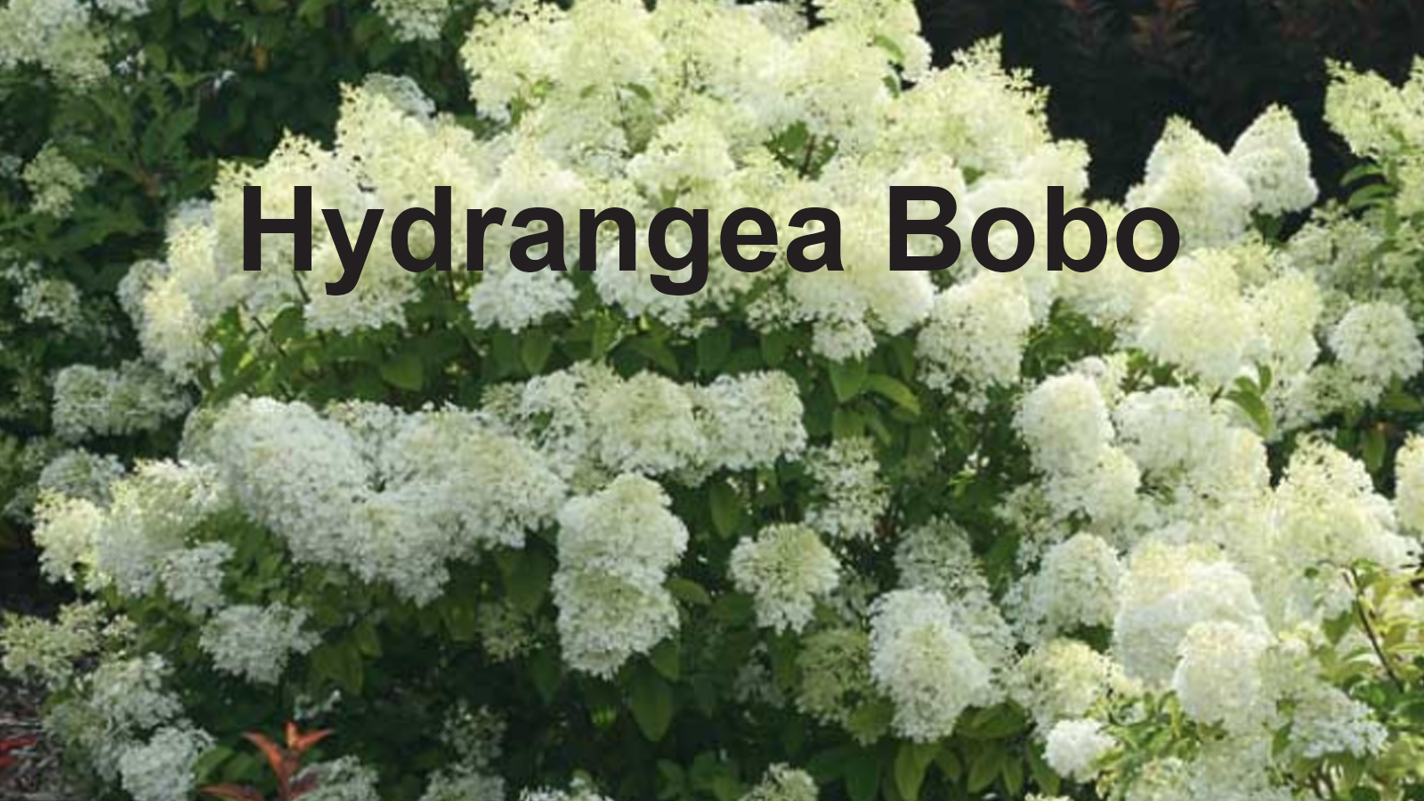 Hydrangea Bobo - Agri Innovation Hub