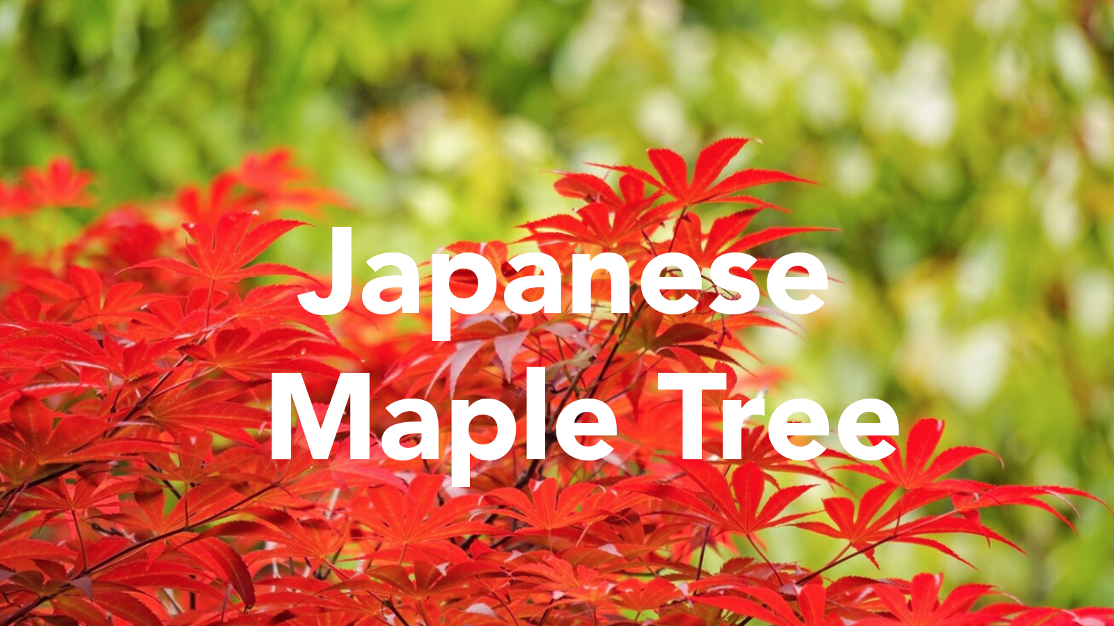 Japanese Maple Tree, How to Grow and Care - Agri Innovation Hub